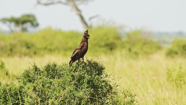 "Crowned Eagle" Images – Browse 431 Stock Photos, Vectors, and Video ...