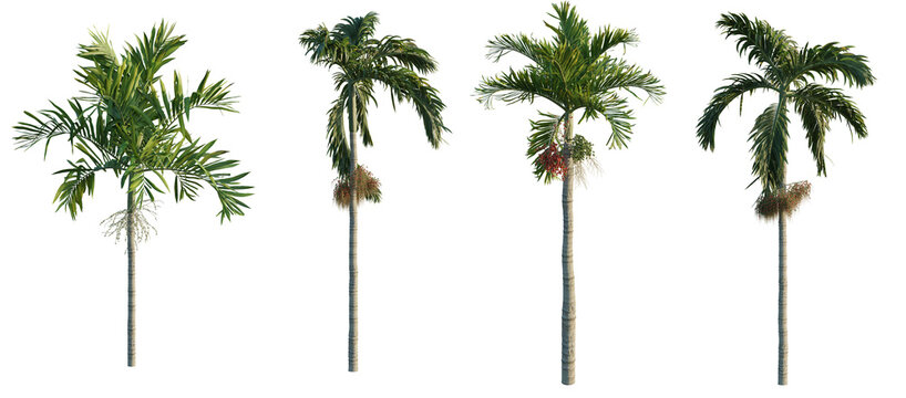 "Areca Catechu" Images – Browse 3,026 Stock Photos, Vectors, and Video | Adobe Stock