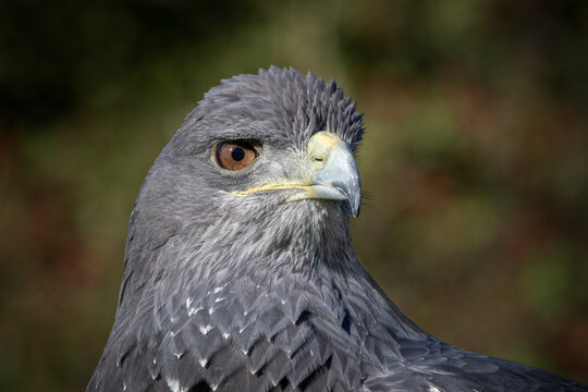 Buzzard-Eagle Images – Browse 408 Stock Photos, Vectors, and Video ...