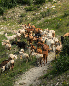 "Chèvre Images – Browse 57,253 Stock Photos, Vectors, and Video | Adobe ...