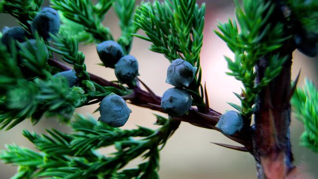 "Juniper Bush" - Images et vidéos libres de droits | Adobe Stock