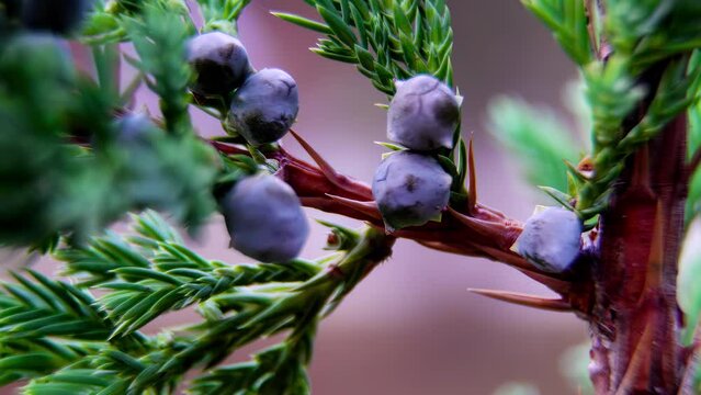 "Juniper Bush" Bilder – Durchsuchen 1,640 Archivfotos, Vektorgrafiken ...