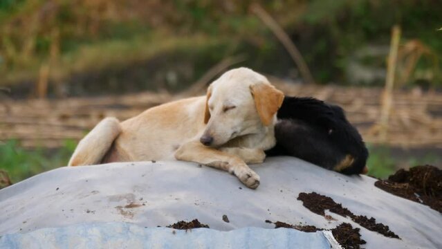 "Nodding Off" Imagens – Procure 168 fotos, vetores e vídeos | Adobe Stock