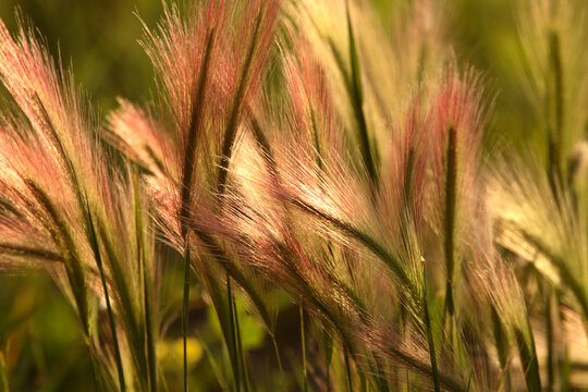 รูปภาพFoxtails – เลือกดูภาพถ่ายสต็อก เวกเตอร์ และวิดีโอ7,195 | Adobe Stock