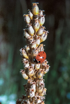 "Seven-Spotted Ladybug" Images – Browse 4,268 Stock Photos, Vectors ...