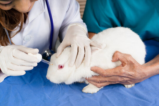 Rabbit Testing Images – Browse 6,334 Stock Photos, Vectors, and Video ...