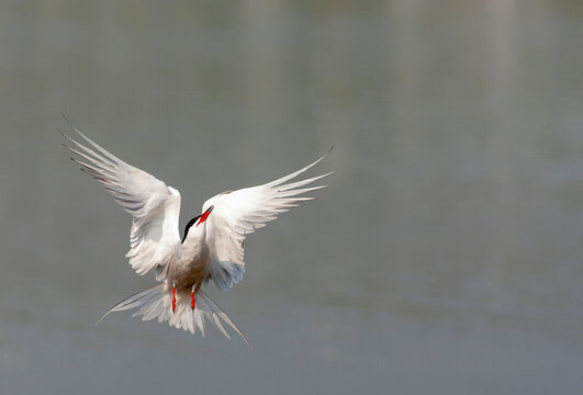 "Sterna" Images – Browse 9,985 Stock Photos, Vectors, and Video | Adobe ...