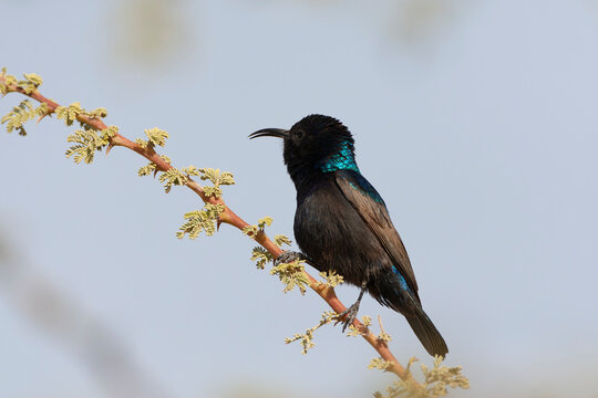 "Palestine Sunbird" Images – Browse 310 Stock Photos, Vectors, and ...