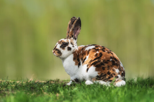 "Rex Rabbit" Images – Browse 1,235 Stock Photos, Vectors, and Video ...