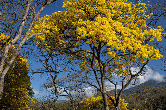 รูปภาพGuayacán – เลือกดูภาพถ่ายสต็อก เวกเตอร์ และวิดีโอ1,223 | Adobe Stock