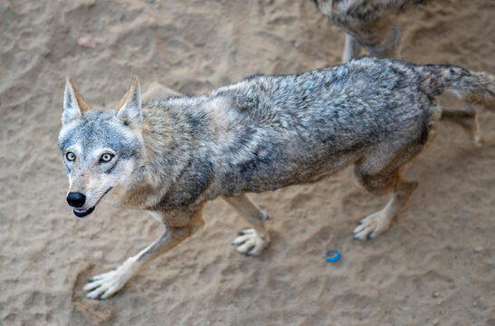 Lupus Bilder – Durchsuchen 123,024 Archivfotos, Vektorgrafiken und ...