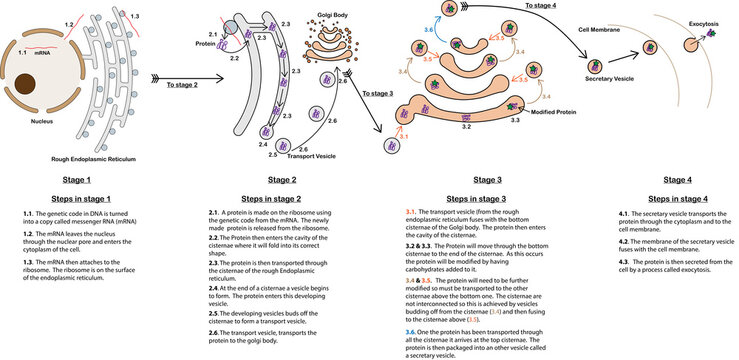 Plantecelle Golgi Body Candy