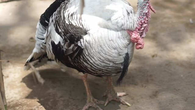 "Game Bird" Images – Browse 12,059 Stock Photos, Vectors, and Video ...