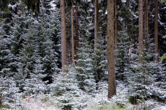 Fichtenwald Images – Parcourir 3,989 le catalogue de photos, vecteurs ...