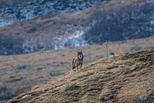 "Canis Lupus Lupus" Bilder – Durchsuchen 4,980 Archivfotos ...