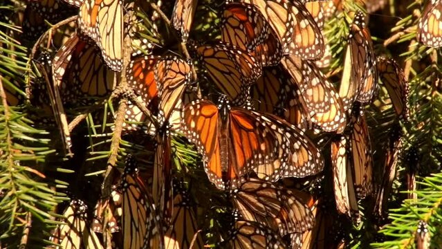 "Cedar Branch" Images – Browse 375 Stock Photos, Vectors, and Video ...