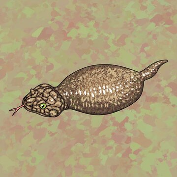 Tsuchinoko - Images et vidéos libres de droits | Adobe Stock