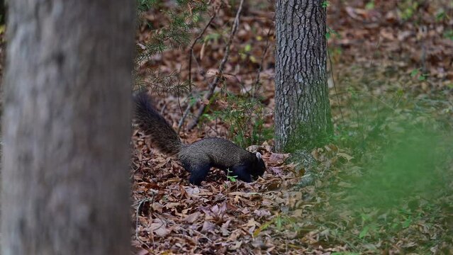 "Fox Squirrel" Images – Browse 4,866 Stock Photos, Vectors, and Video ...