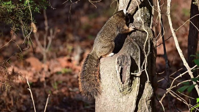"Fox Squirrel" Images – Browse 3,649 Stock Photos, Vectors, and Video ...