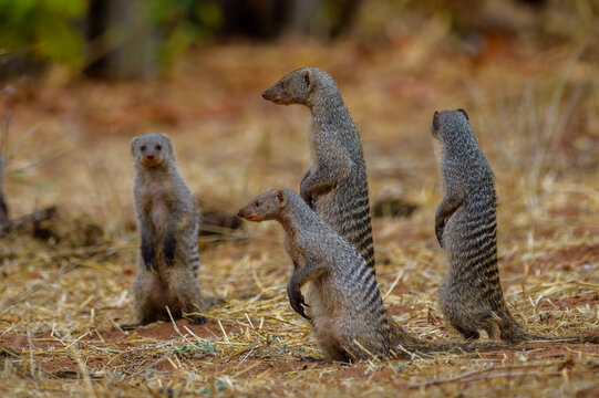 "Banded Mongoose" Images – Browse 1,474 Stock Photos, Vectors, and ...