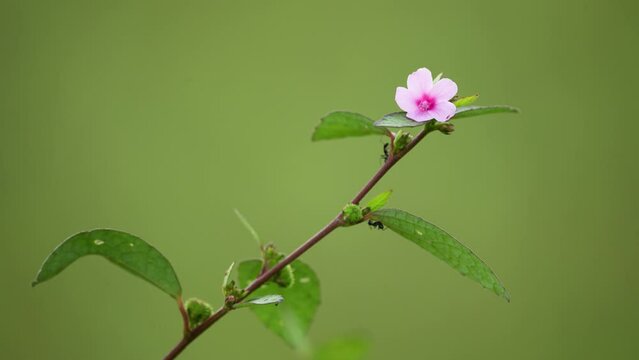 Urena Images – Browse 114 Stock Photos, Vectors, and Video | Adobe Stock