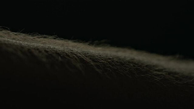 Piloerection Bilder – Durchsuchen 3,215 Archivfotos, Vektorgrafiken und ...