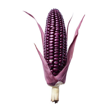 "Purple Corn Images – Browse 19,080 Stock Photos, Vectors, and Video ...
