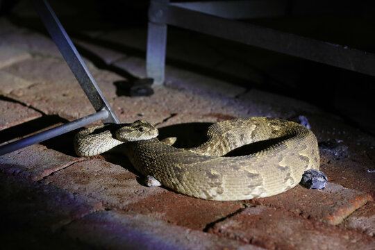 รูปภาพAdder – เลือกดูภาพถ่ายสต็อก เวกเตอร์ และวิดีโอ116,647 | Adobe Stock