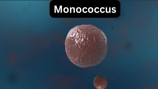 Monococcus Images – Browse 71 Stock Photos, Vectors, and Video | Adobe ...