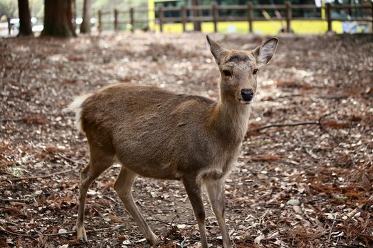 Bambie Images – Browse 63 Stock Photos, Vectors, and Video | Adobe Stock