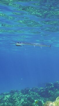 "Sea Needle" Images – Browse 5,841 Stock Photos, Vectors, and Video ...