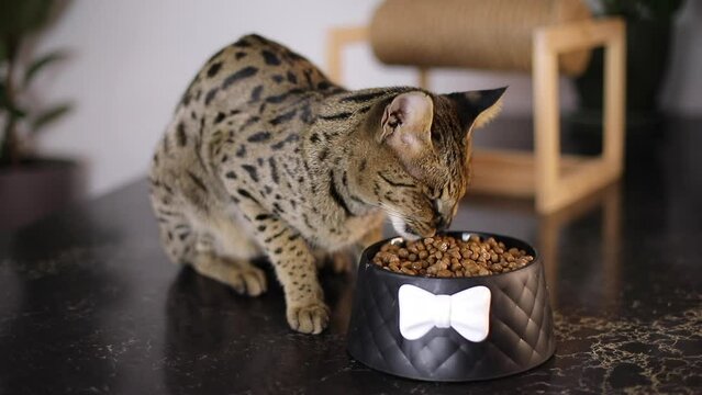 Cat Dish Images – Browse 42,473 Stock Photos, Vectors, and Video ...