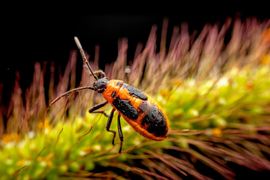 "Chinch Bug" Bilder – Durchsuchen 120 Archivfotos, Vektorgrafiken und ...