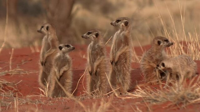 "Standing Upright" Images – Browse 335 Stock Photos, Vectors, and Video ...