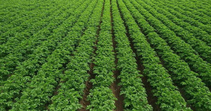 Crop Rows Images – Browse 404,427 Stock Photos, Vectors, and Video ...