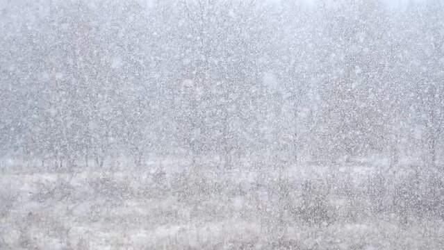 "Snow Drop" Images – Browse 1,172 Stock Photos, Vectors, and Video ...