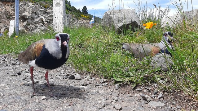 Alerta Images – Browse 4,532 Stock Photos, Vectors, and Video | Adobe Stock