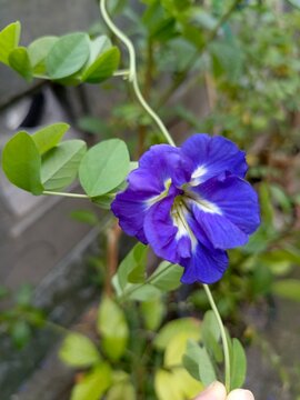 "Bunga Telang" Images – Browse 172 Stock Photos, Vectors, and Video ...