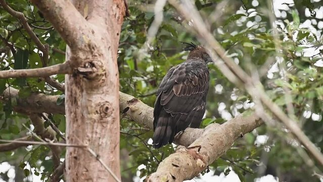 "Crested Hawk Eagle" Images – Browse 747 Stock Photos, Vectors, and ...