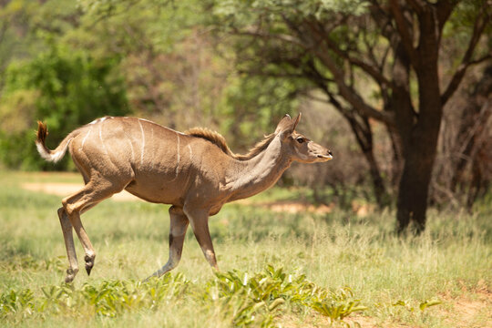 Njala Images – Browse 23 Stock Photos, Vectors, and Video | Adobe Stock