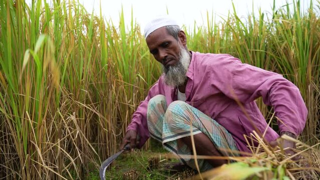 Smallholder Imagens – Procure 779 fotos, vetores e vídeos | Adobe Stock