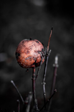 "Rotten Apple" - Images et vidéos libres de droits | Adobe Stock