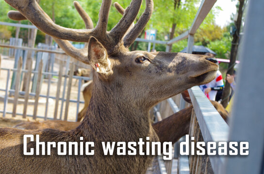 "Chronic Wasting Disease" Images – Browse 199 Stock Photos, Vectors ...