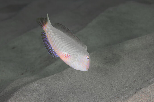 "Razor Fish" Images – Browse 268 Stock Photos, Vectors, and Video ...