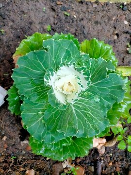 Repollo Bilder – Durchsuchen 839 Archivfotos, Vektorgrafiken und Videos ...