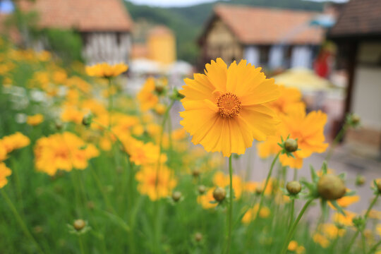 "Yellow Cosmos" Images – Browse 14,247 Stock Photos, Vectors, and Video ...