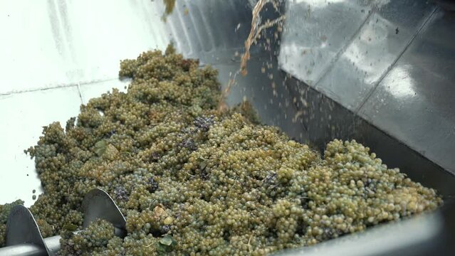 "Wine Press" Images – Browse 9,372 Stock Photos, Vectors, and Video ...