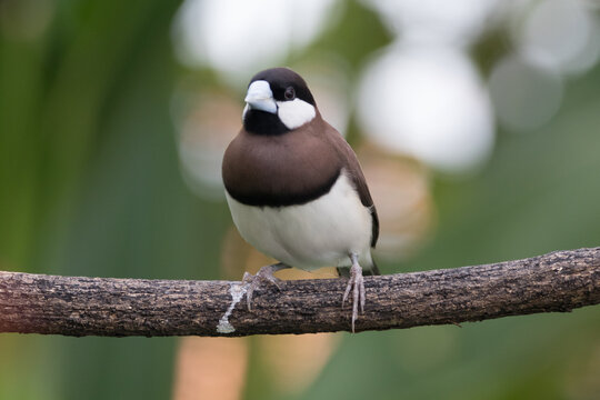 「かわいい文鳥」の写真素材 | 1,618件の無料イラスト画像 | Adobe Stock