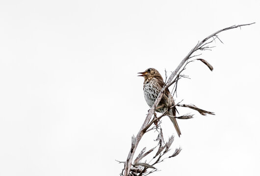 Throstle Bilder – Durchsuchen 10,843 Archivfotos, Vektorgrafiken und ...