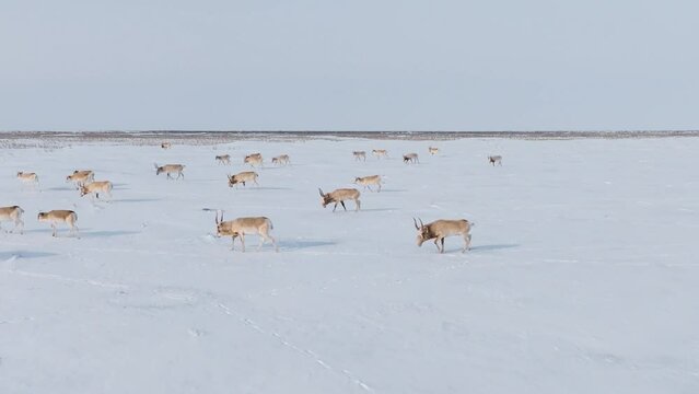"Saiga Tatarica" Images – Browse 2,546 Stock Photos, Vectors, and Video ...